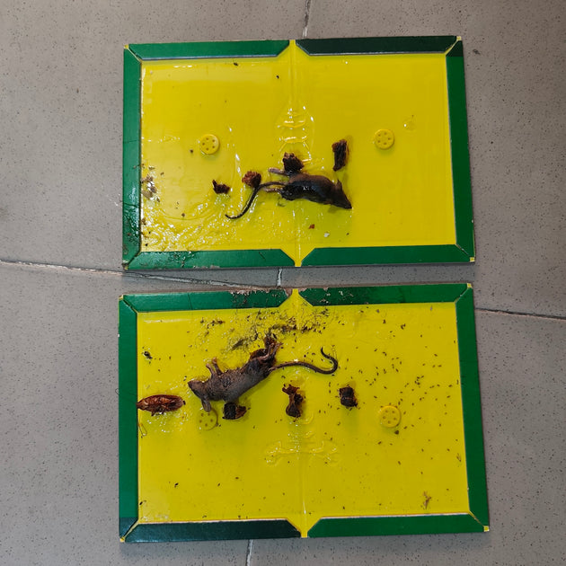 Rat and Mouse Glue Trap Board | Rodent Control | Ginax Store